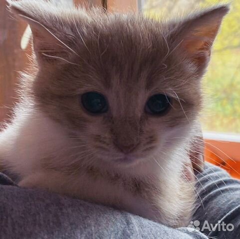 Котёнок Персик в добрые руки