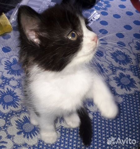 Отдам котёнка в добрые руки