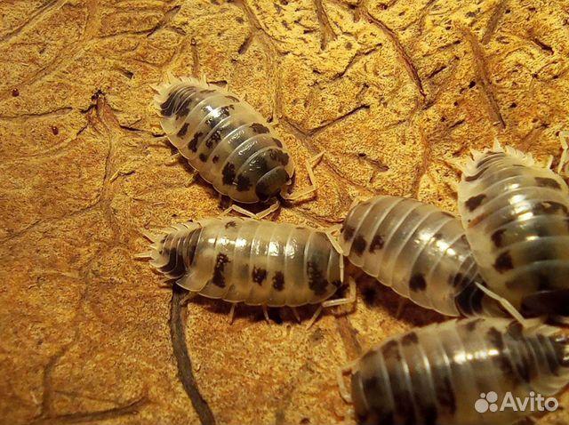 Мокрицы Porcellio laevis "Dairy cow"