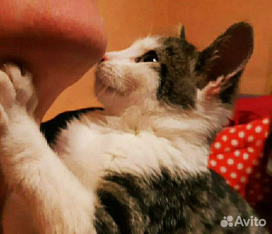 Котёнок лапочка (мальчик)