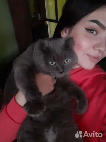 Британский котик ищет новый дом