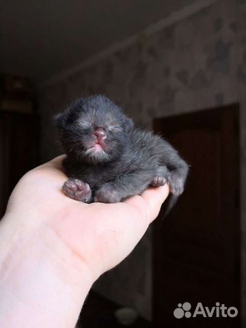 Котенок девочка
