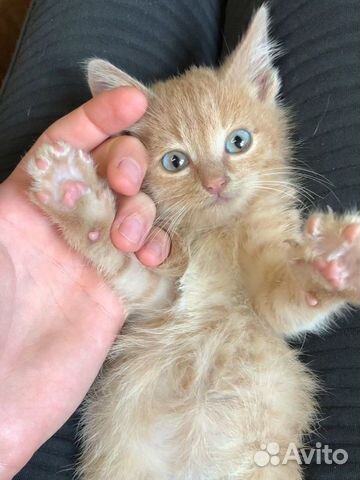 Котенок персиковый девочка 1 мес