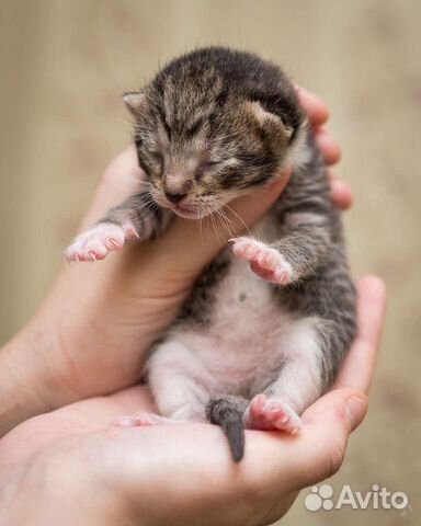 Новорожденные котята