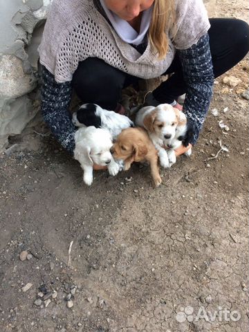 Щенки кокер спаниеля