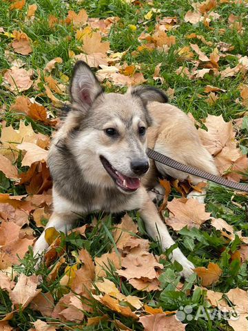 Покемоша-метис хаски 9 месяцев