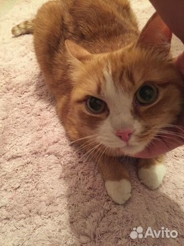Найден рыжий кот