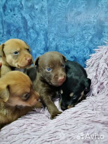 Малыши минидобермана