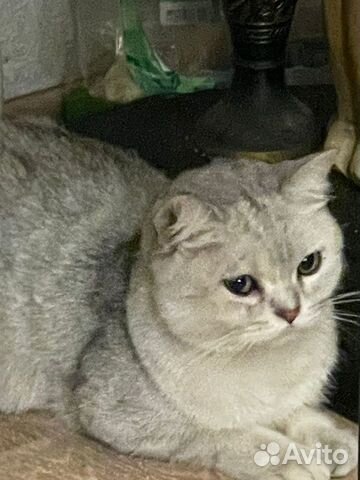 Котята от мамы британской шиншиллы в дар