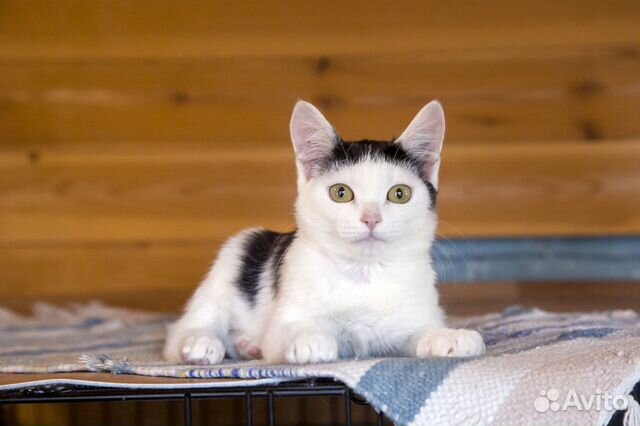 Котёнок Микола 3 мес, привит, доставим в семью