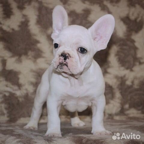 Французский шарм