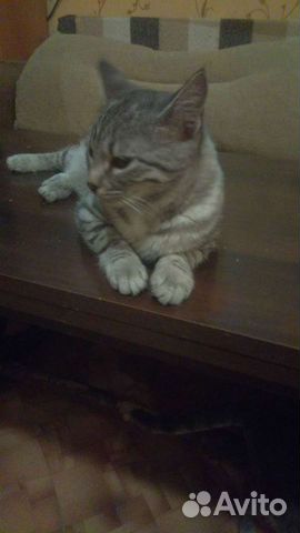 Котенок в семью
