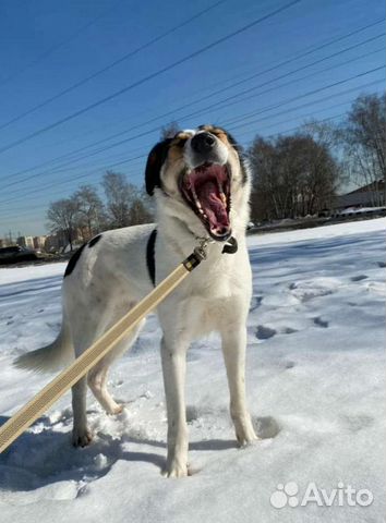 Преданная человеком собака, не потерявшая веру