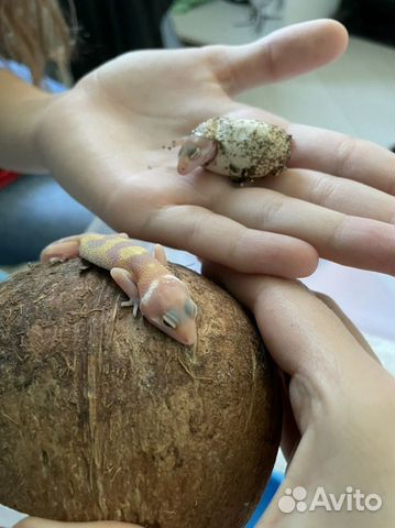 Эублефар морфные