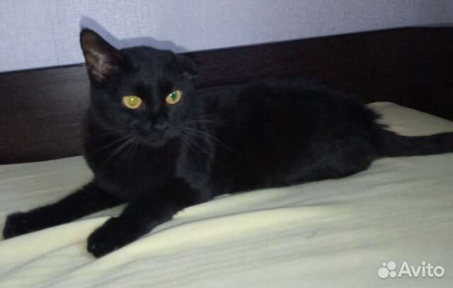 Кошка в дар