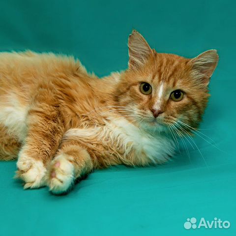 Кот в добрые руки