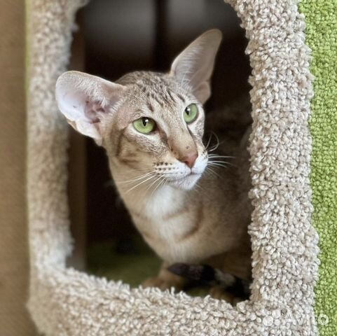 Ориентальна кошка