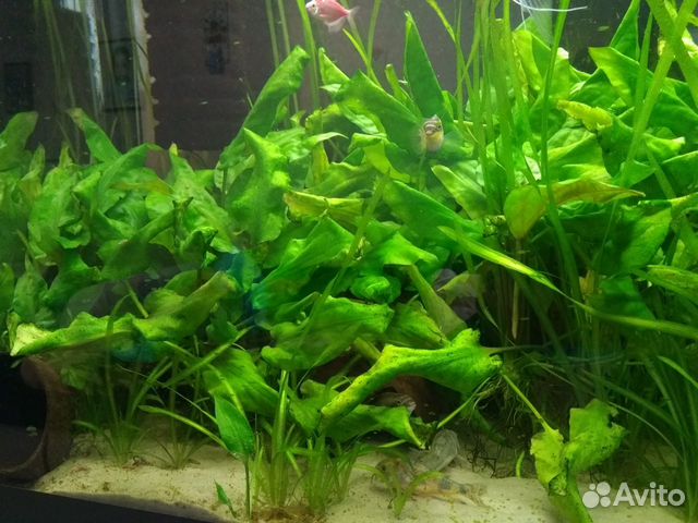 Криптокорина, валиснерия