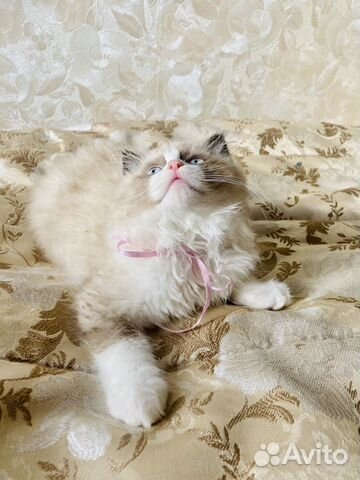 Милейшая девлчка Рэгдолл