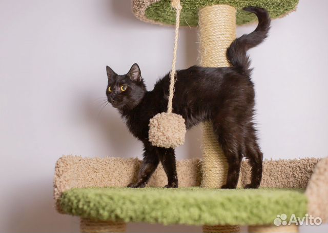 Кот Мартиша в дар