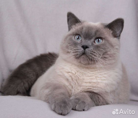 Британский котик