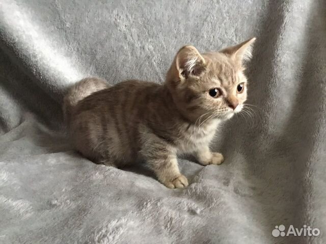 Британский котенок