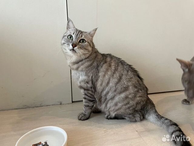 Кошка