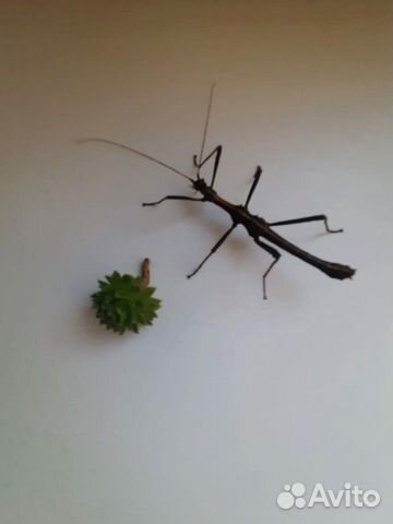 Палочник неожиданный