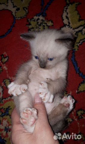 Кошка