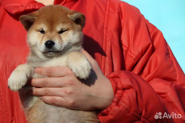 Кобель Сиба ину