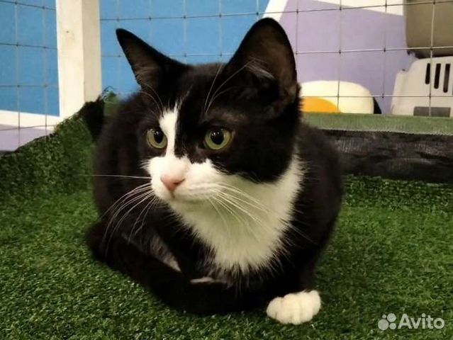Котята Маркиз и Маркус