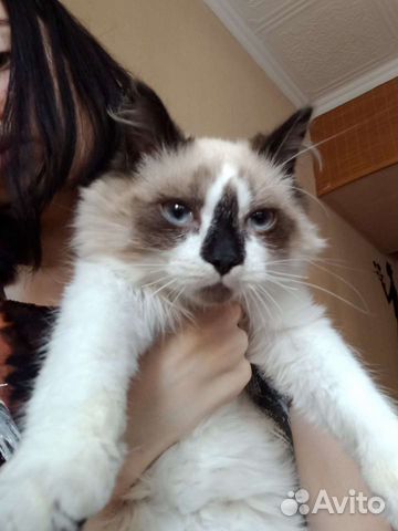 Кот