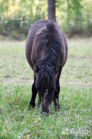 Продажа пони