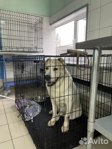Собаки бесплатно в добрые руки
