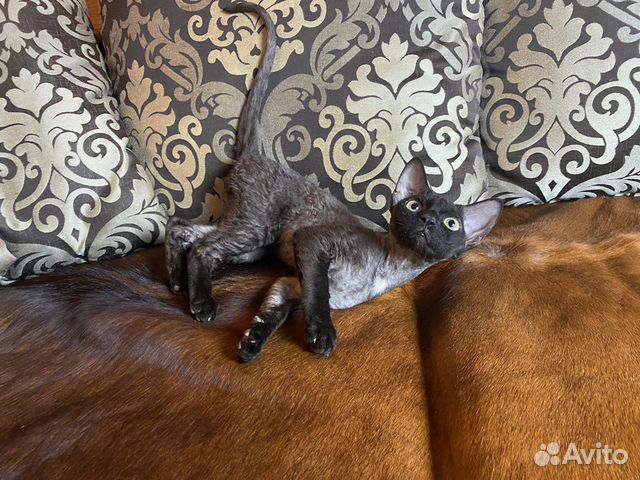 Котик девон рекс Шерлок