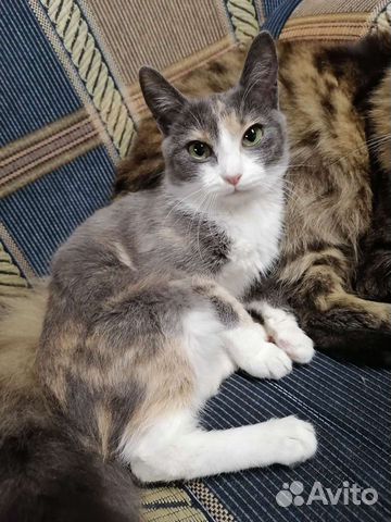 Котенок девочка