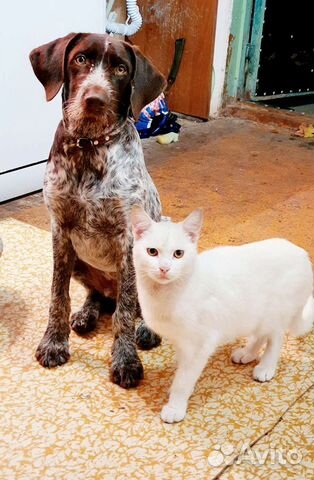 Курцхаар в добрые руки