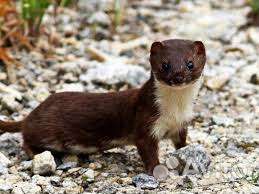 Самец ласки для спаривания