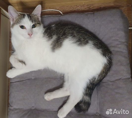 Котенок Люси в семью