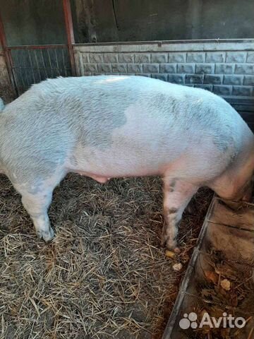 Продам хряка