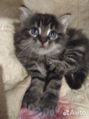 Котенок 1.5 месяца- полосатый,ещё рыжий и черный