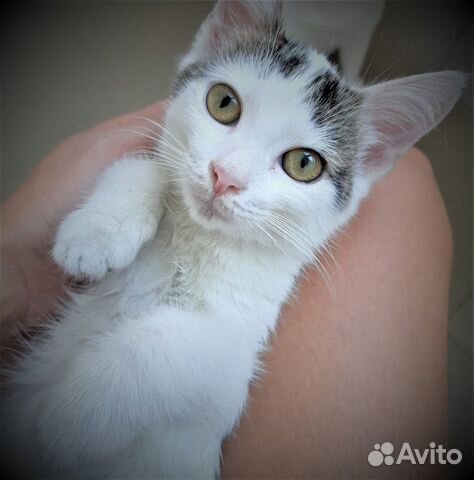 Белый котенок в дар