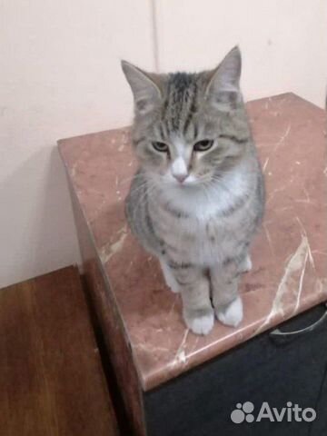 Котик 8 мес