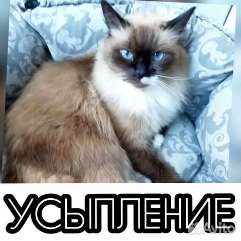 Невская маскарадная мальчик бесплатно