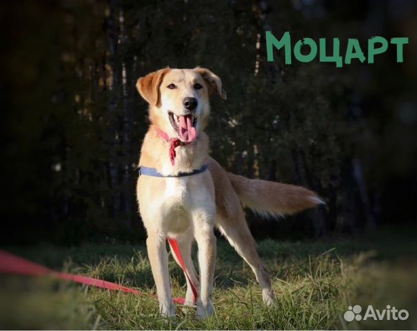 Самый красивый пес из приюта