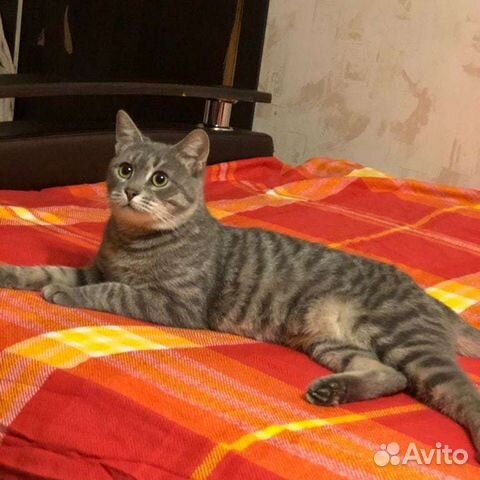 Серо-голубая тигра - символ года несет удачу