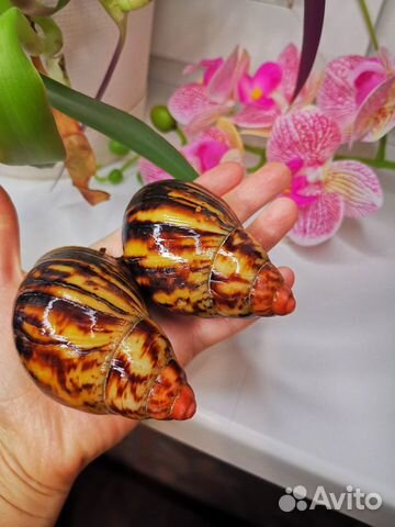 Улитки архахатины эгрегии стандарт с геном леуцист