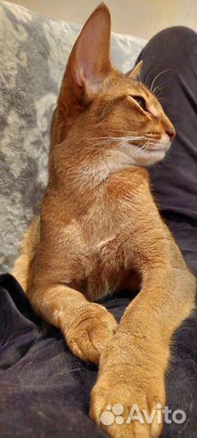 Абиссинский кот на зязку