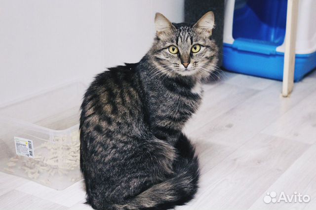 Кот енот (приют)