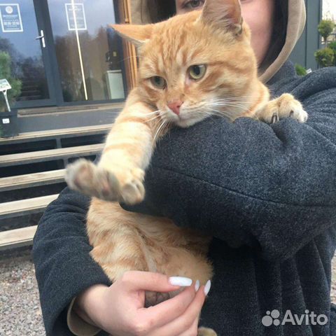 Красивый рыжий кот в добрые руки